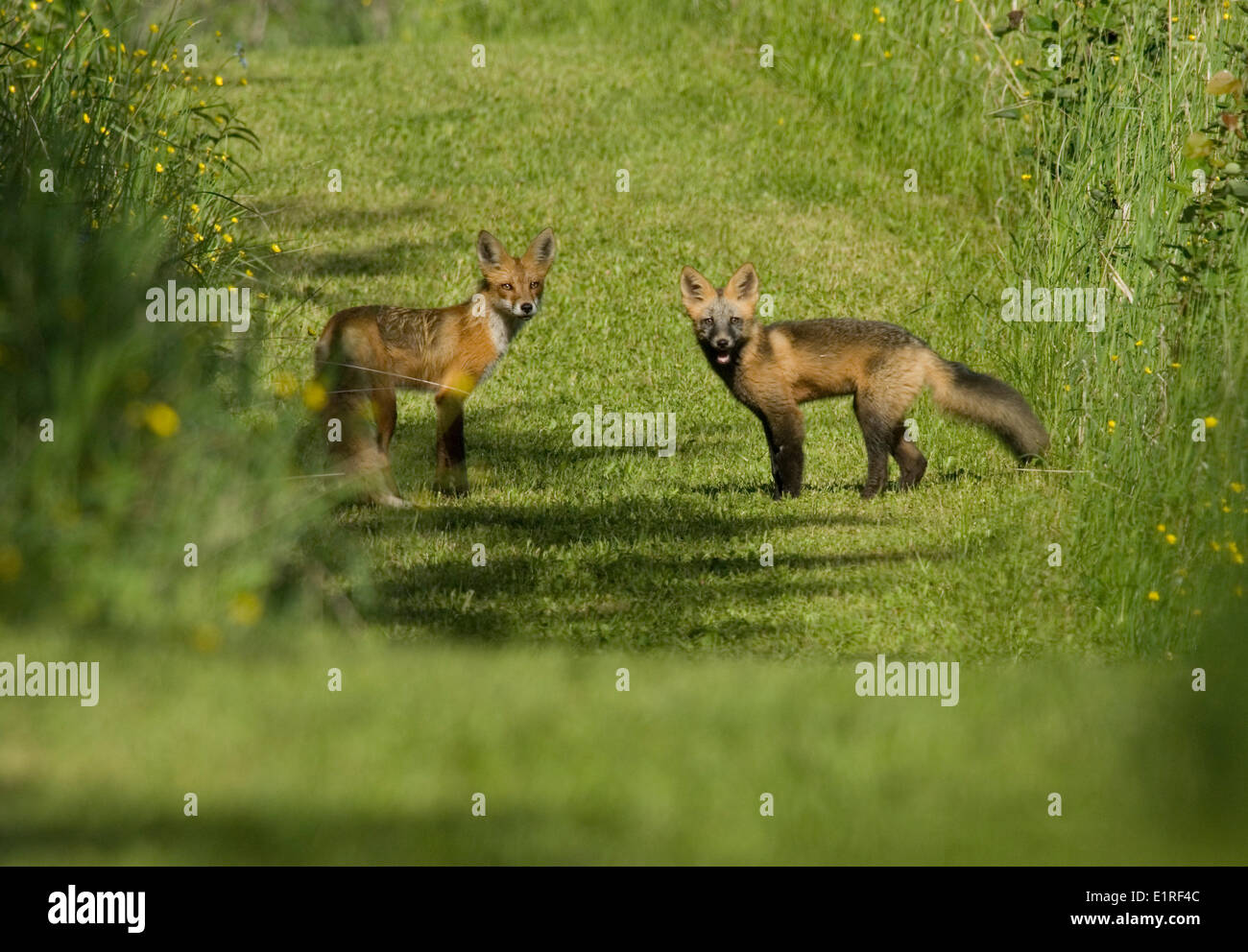 Renard dans un champ Banque de photographies et d’images à haute ...