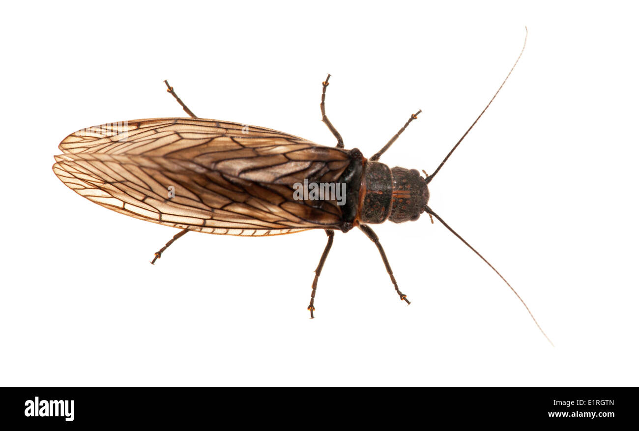 Insecte sur fond blanc Banque de photographies et d’images à haute résolution - Alamy