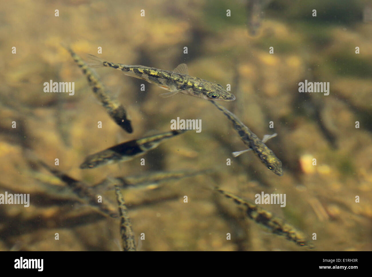 Gasterosteus aculeatus Banque de photographies et d’images à haute ...