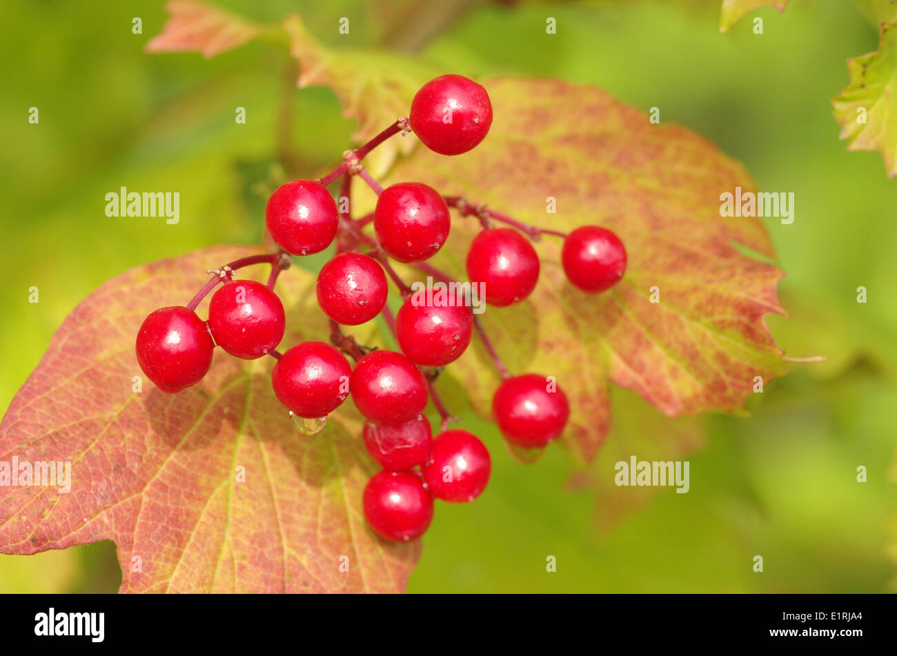 Fruit De Viburnum Opulus Baies De Pluie Banque d'image et photos - Alamy