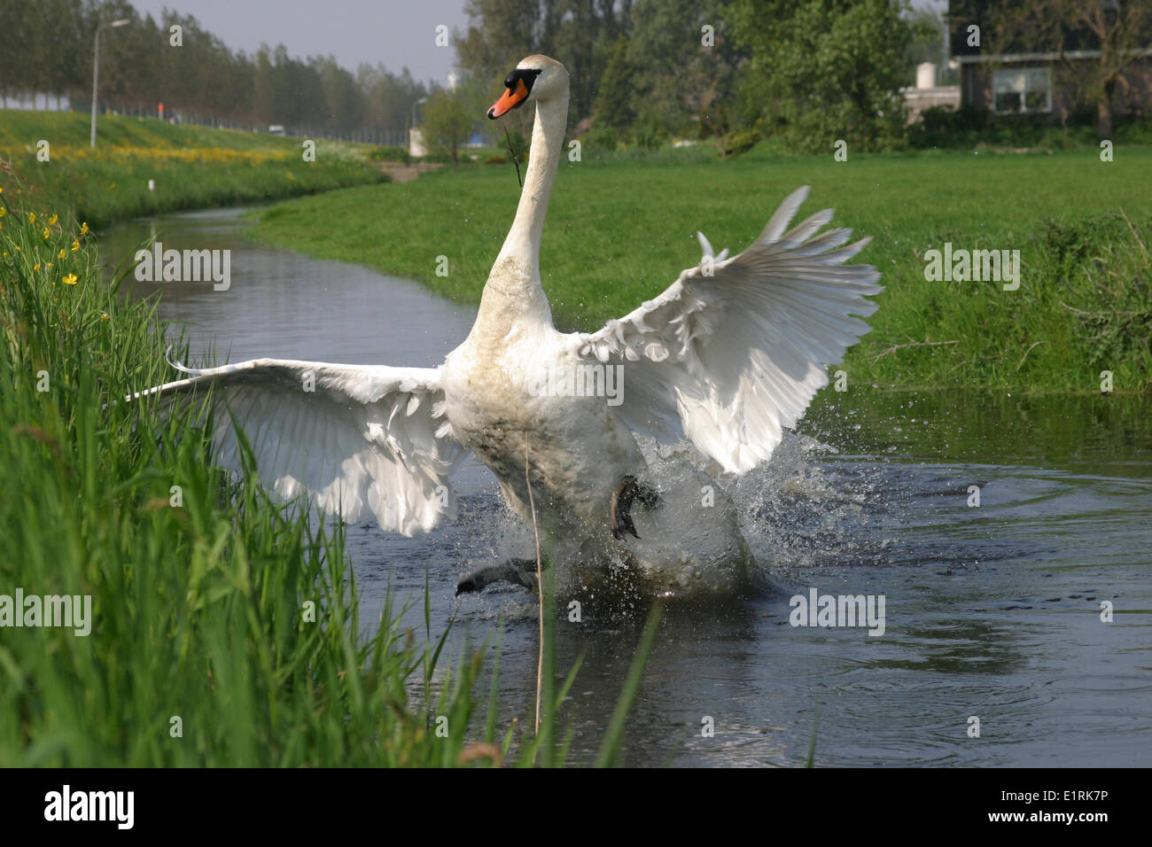 Mâle cygne muet en colère Banque de photographies et d’images à haute résolution - Alamy