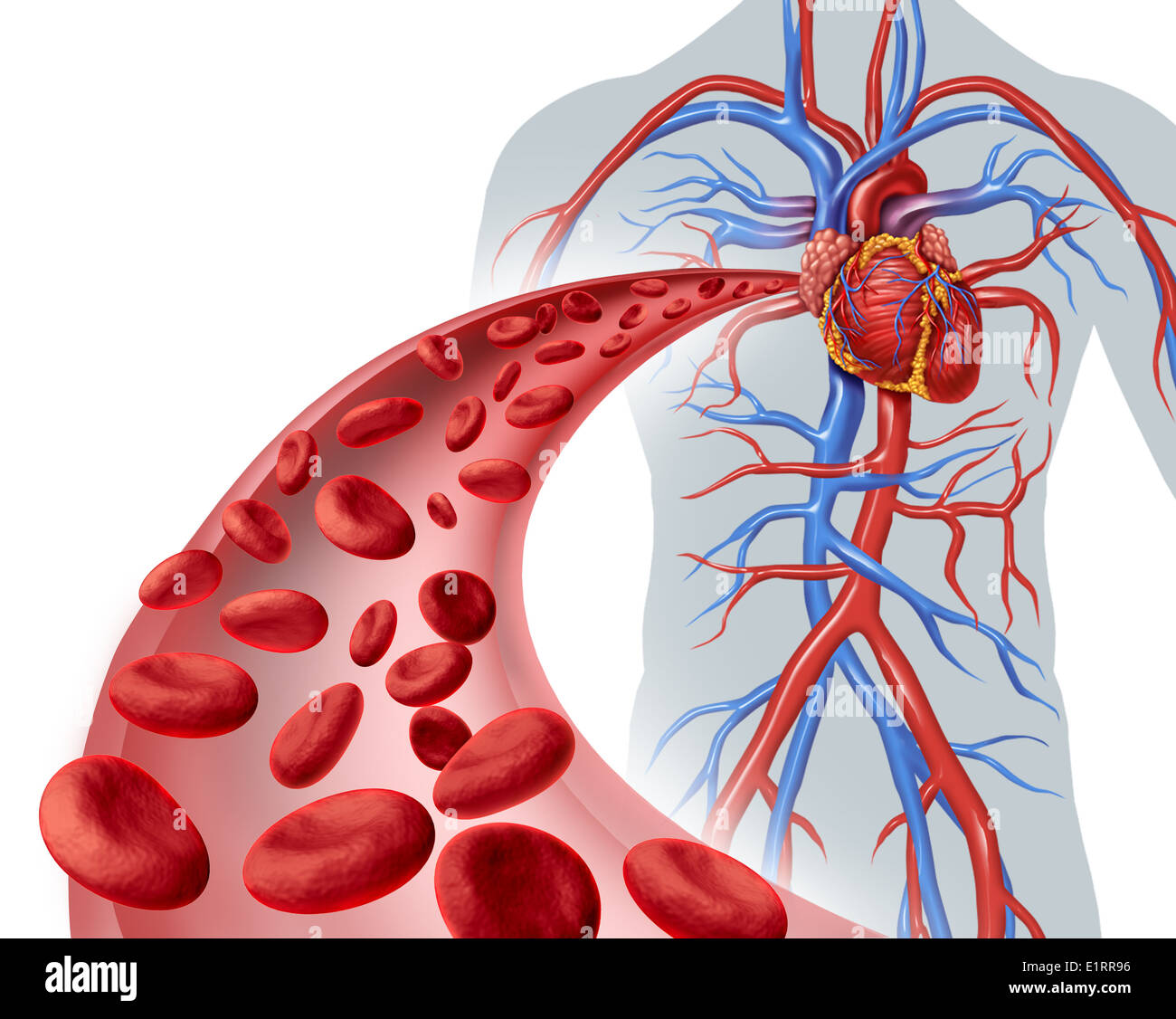 Circulation du sang cœur symbole de la santé avec les globules rouges ...