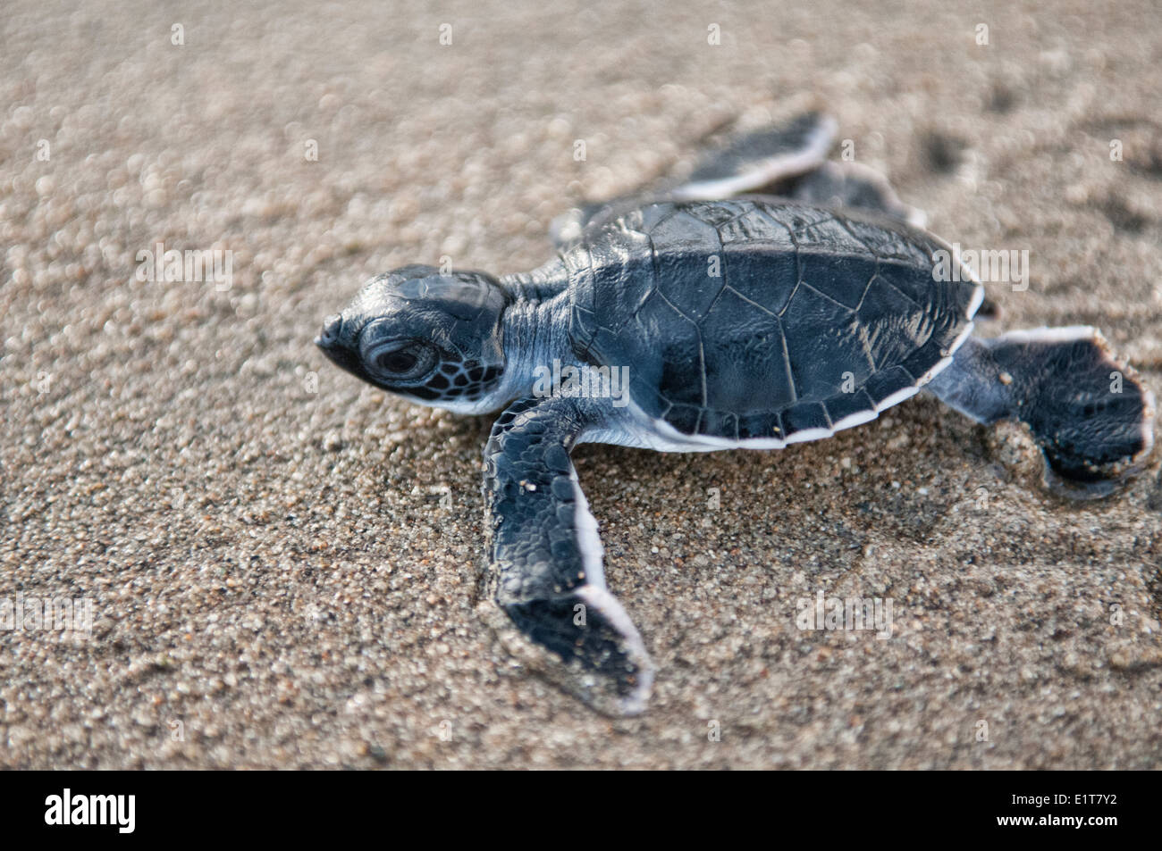 Bébé tortue verte (Chelonia mydas) fait son chemin à la mer pour la ...