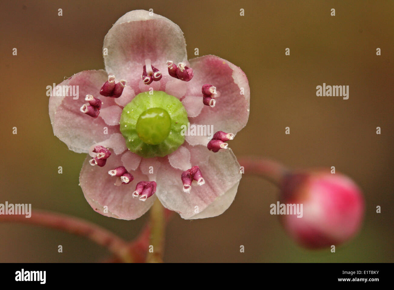Fleur de pin Banque de photographies et d’images à haute résolution - Alamy