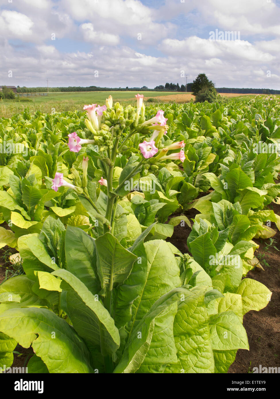 Nicotiana tabacum Banque de photographies et d’images à haute ...