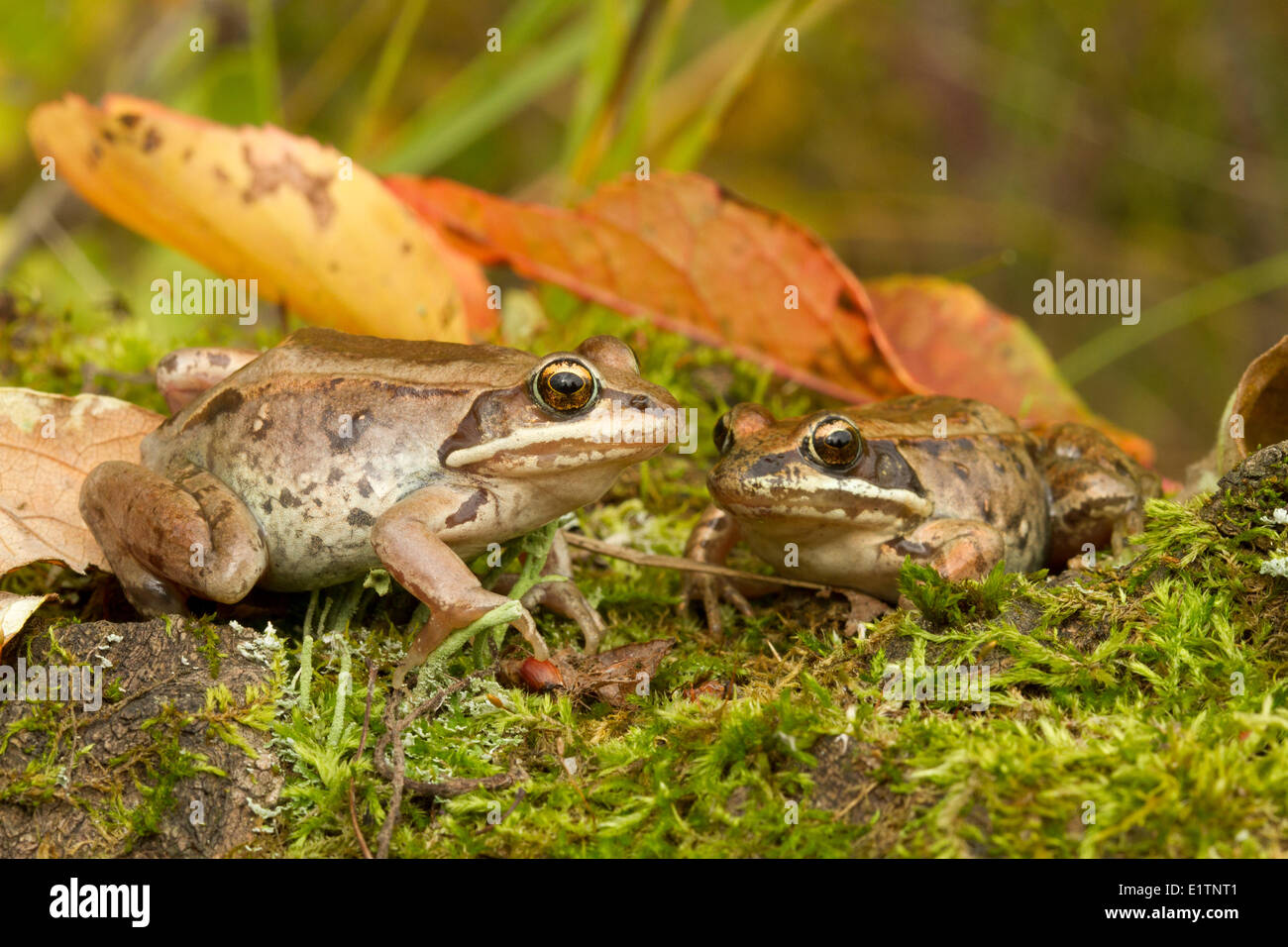 Grenouille des bois Banque de photographies et d’images à haute ...