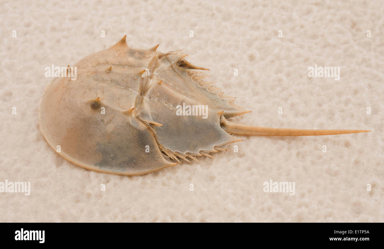 Horseshoe crabs limulus Banque de photographies et d’images à haute ...