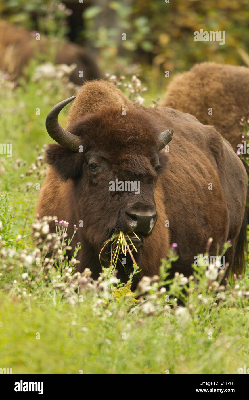 Bison 3 Banque de photographies et d’images à haute résolution - Alamy
