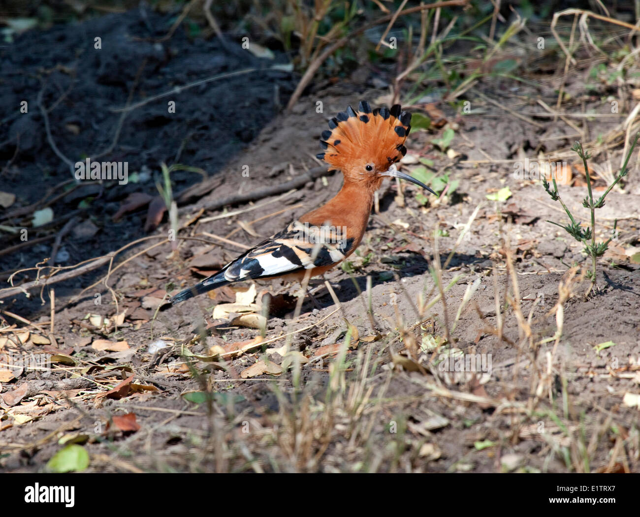 Upapa africana Banque de photographies et d’images à haute résolution ...