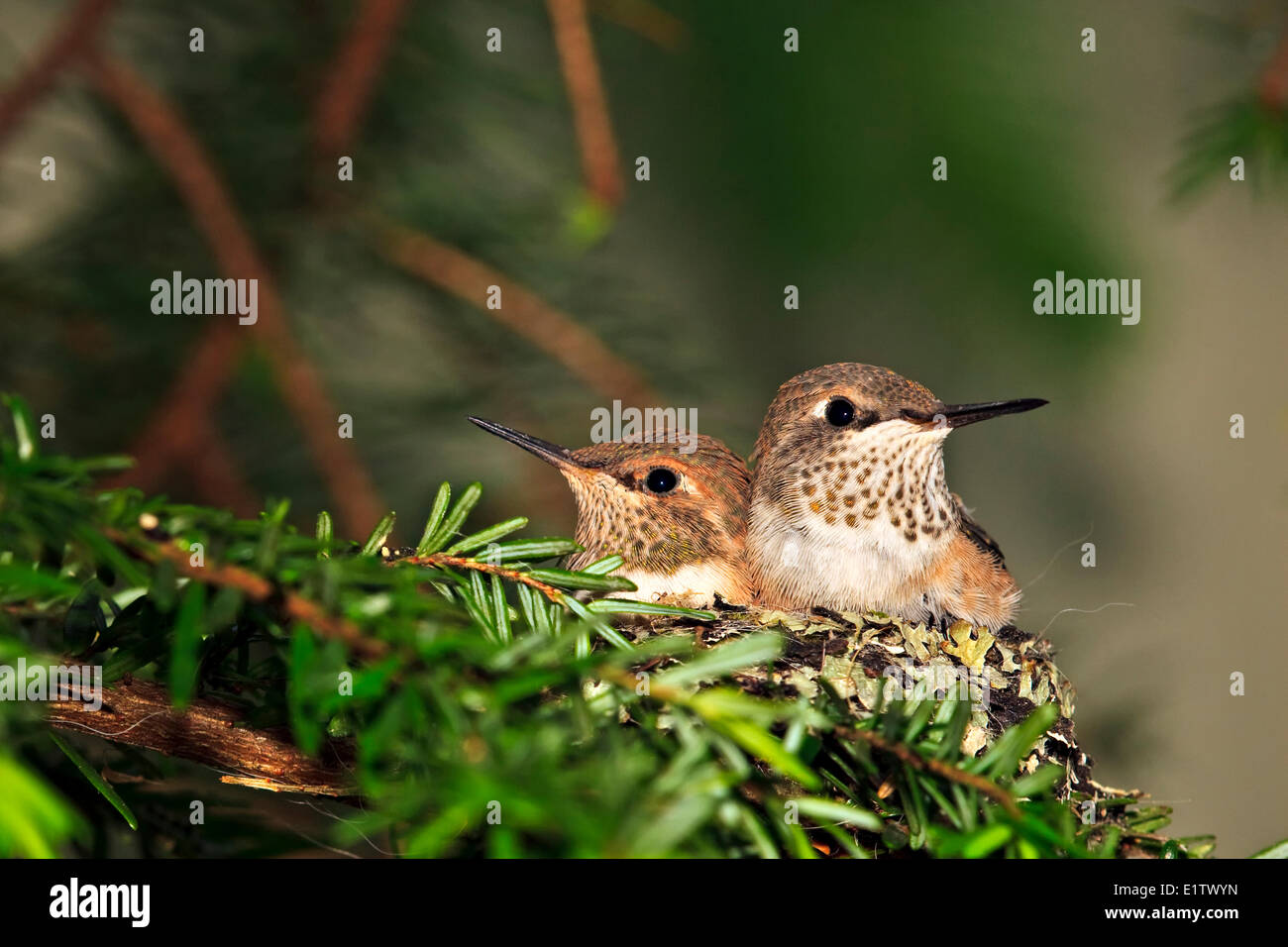 Nid de colibris Banque de photographies et d’images à haute résolution ...