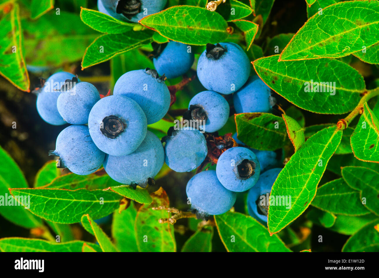 Highbush blueberries Banque de photographies et d’images à haute ...