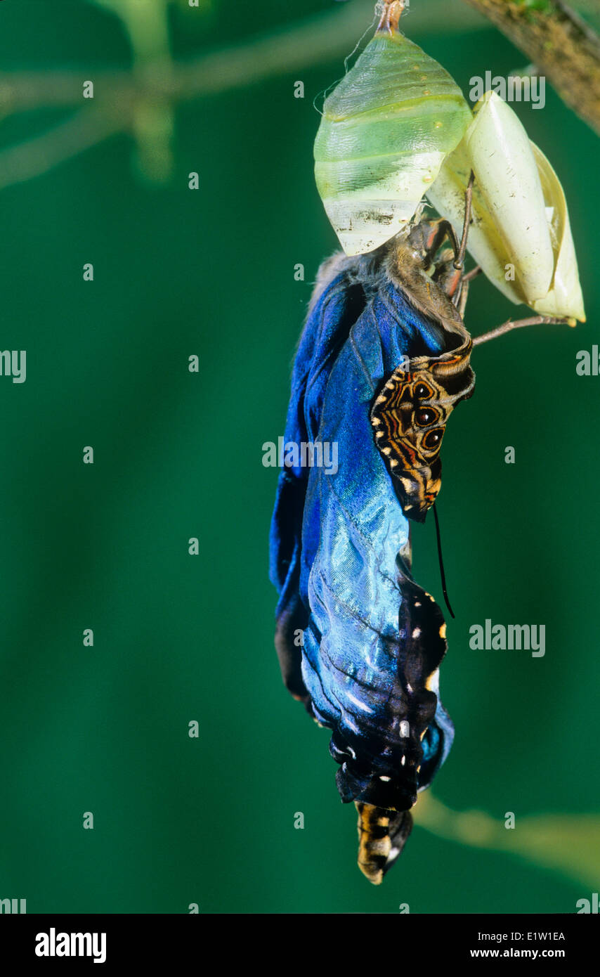 Morpho peleides limpida sortant de la chrysalide Banque de ...