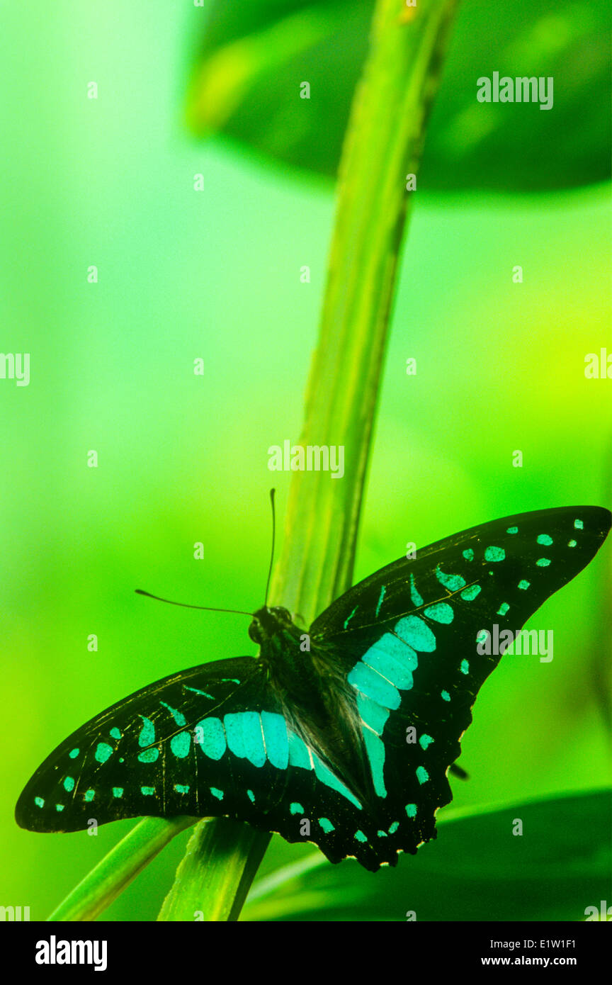 Graphium evemon eventus Banque de photographies et d’images à haute résolution - Alamy