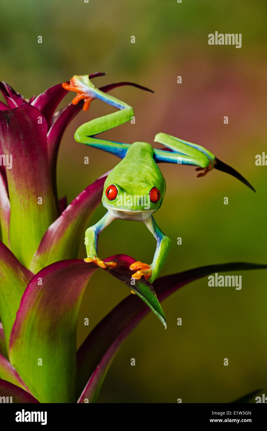 Grenouille d'arbre natal Banque de photographies et d’images à haute ...