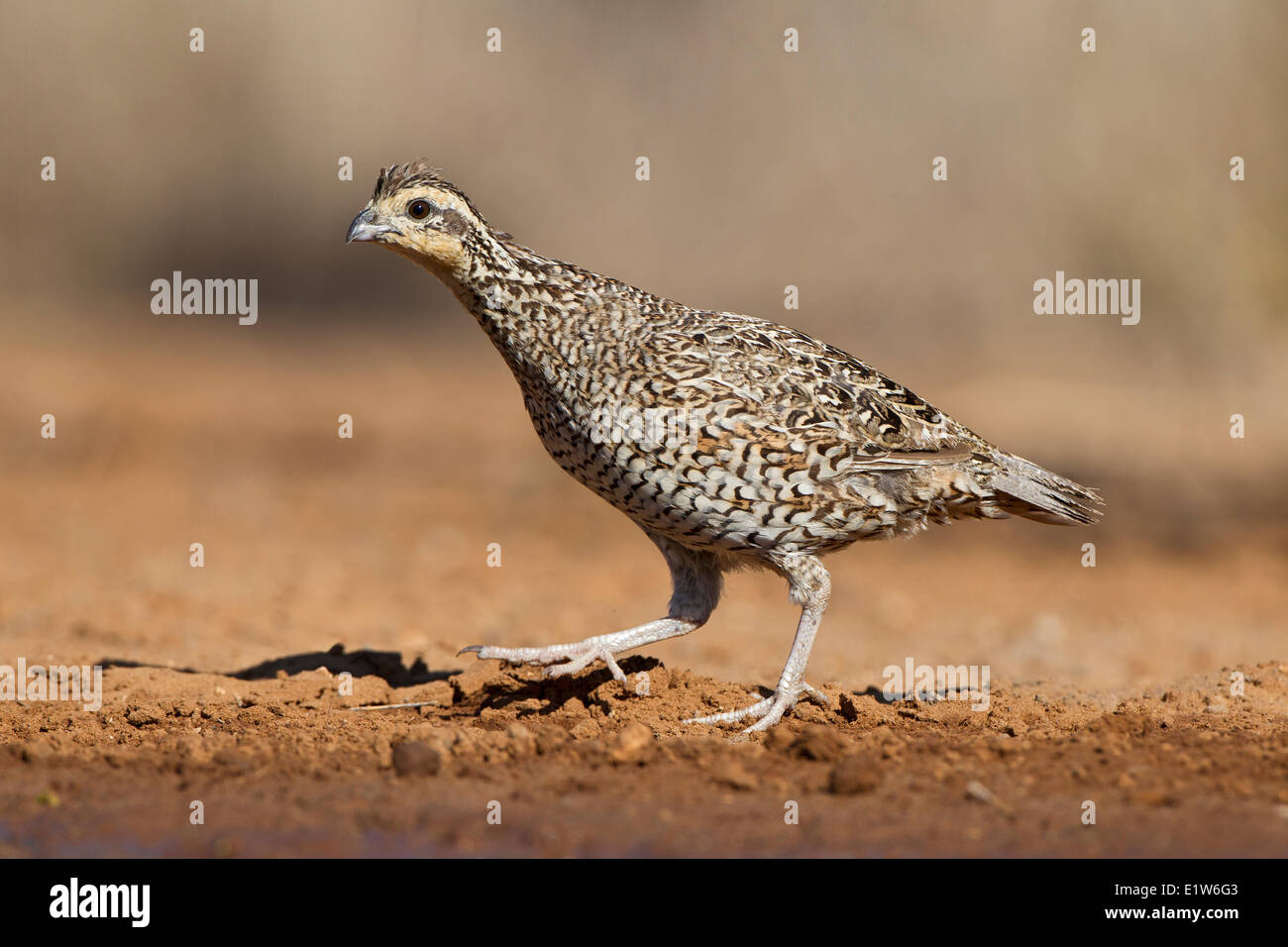 Femelle caille de colin de virginie Banque de photographies et d’images ...