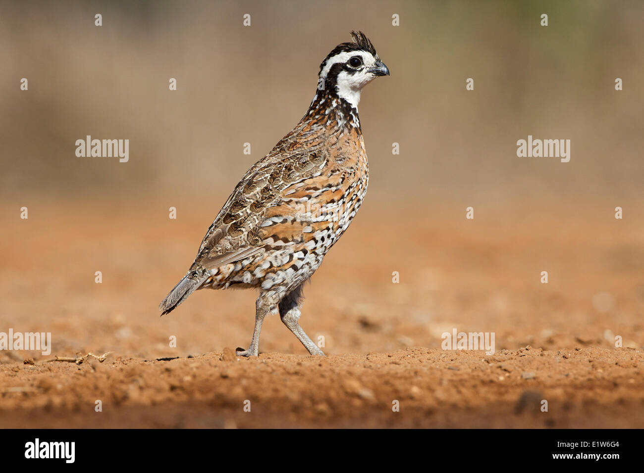 Northern bobwhite colinus virginianus Banque de photographies et d ...