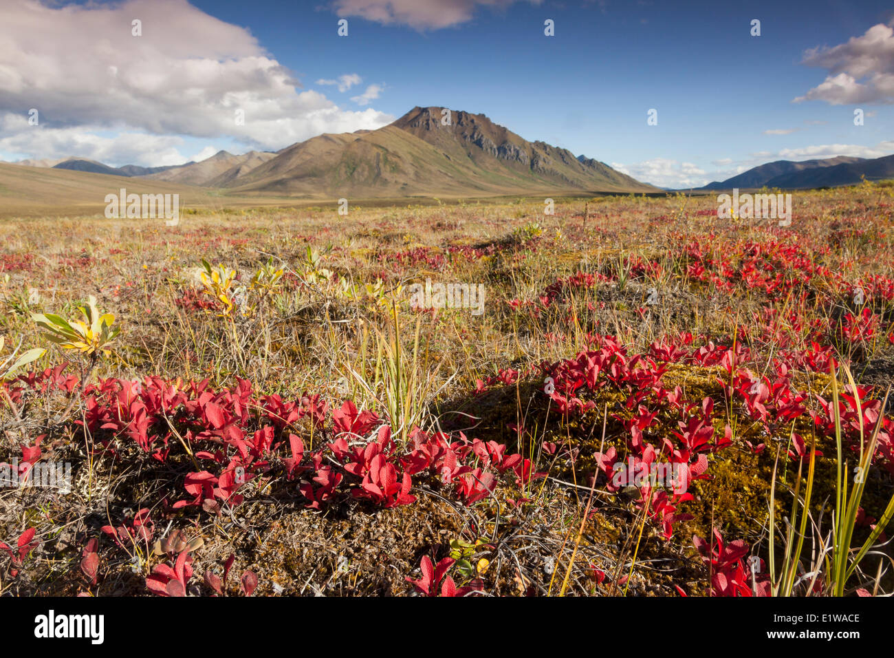L'automne dans la toundra Banque de photographies et d’images à haute ...