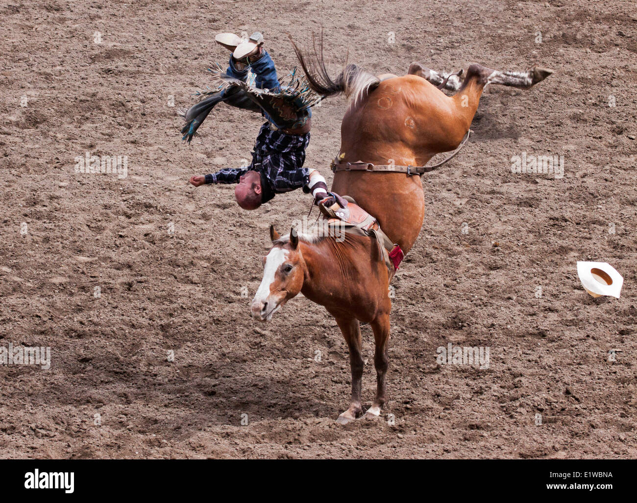 Animal stampede Banque de photographies et d’images à haute résolution ...