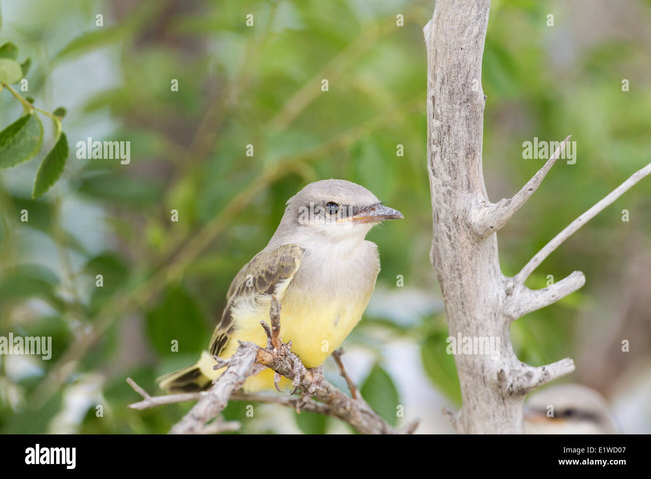 1 oiseau royal Banque de photographies et d’images à haute résolution ...