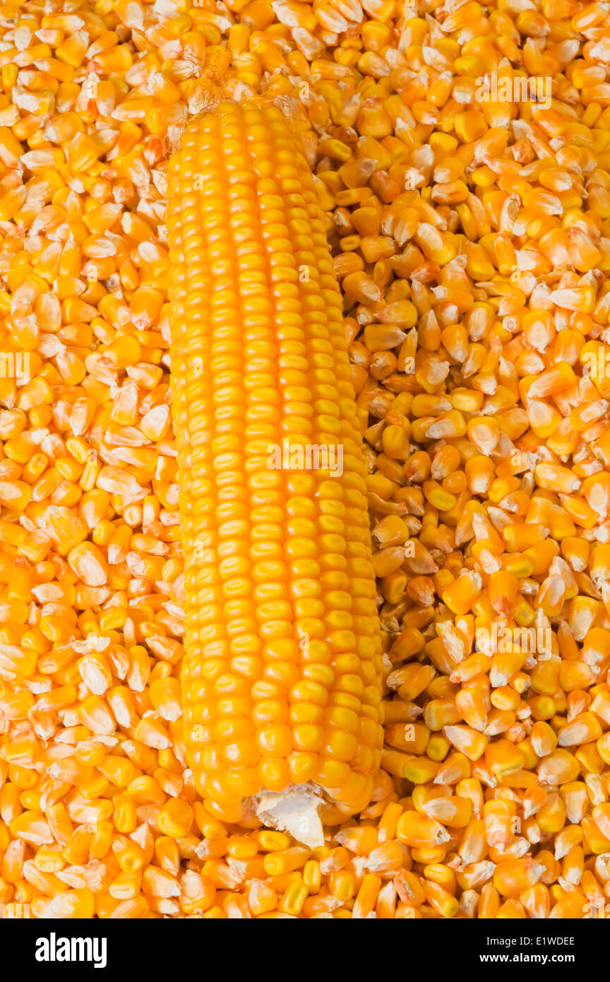Images de grains de maïs grains Banque de photographies et d’images à ...