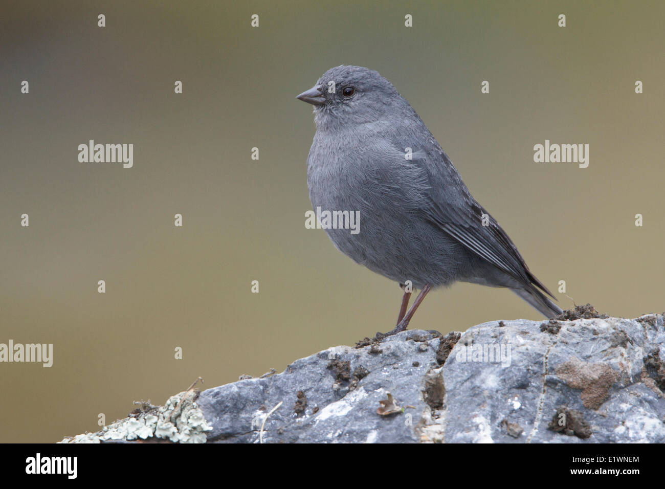 Phrygilus unicolor Banque de photographies et d’images à haute ...