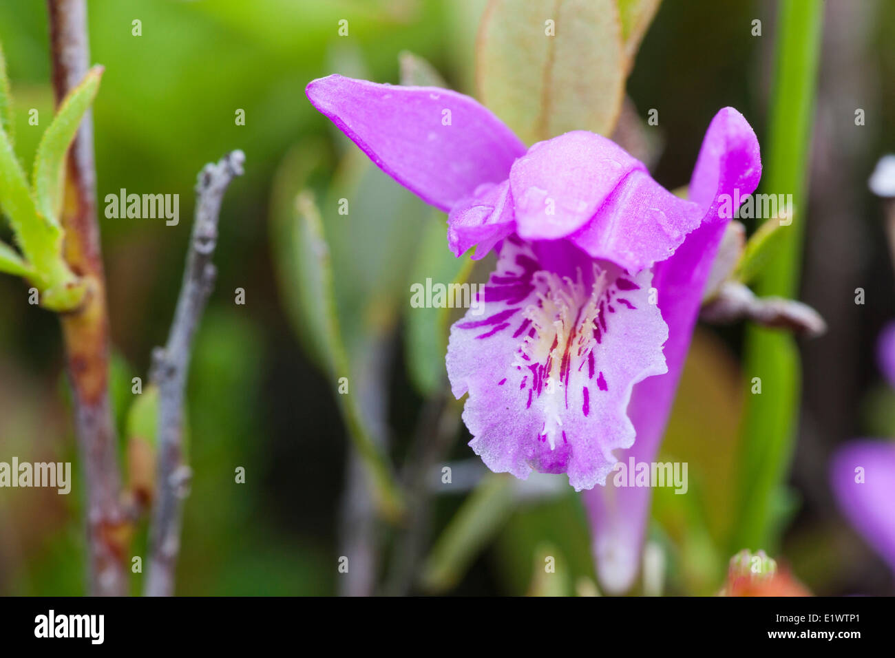Arethusa Orchid Arethusa Bulbosa Ou Bouche De Dragons Banque d'image et ...