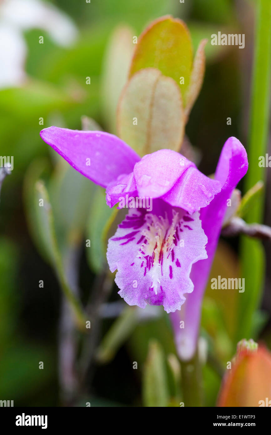 Arethusa Orchid Arethusa Bulbosa Ou Bouche De Dragons Banque d'image et ...