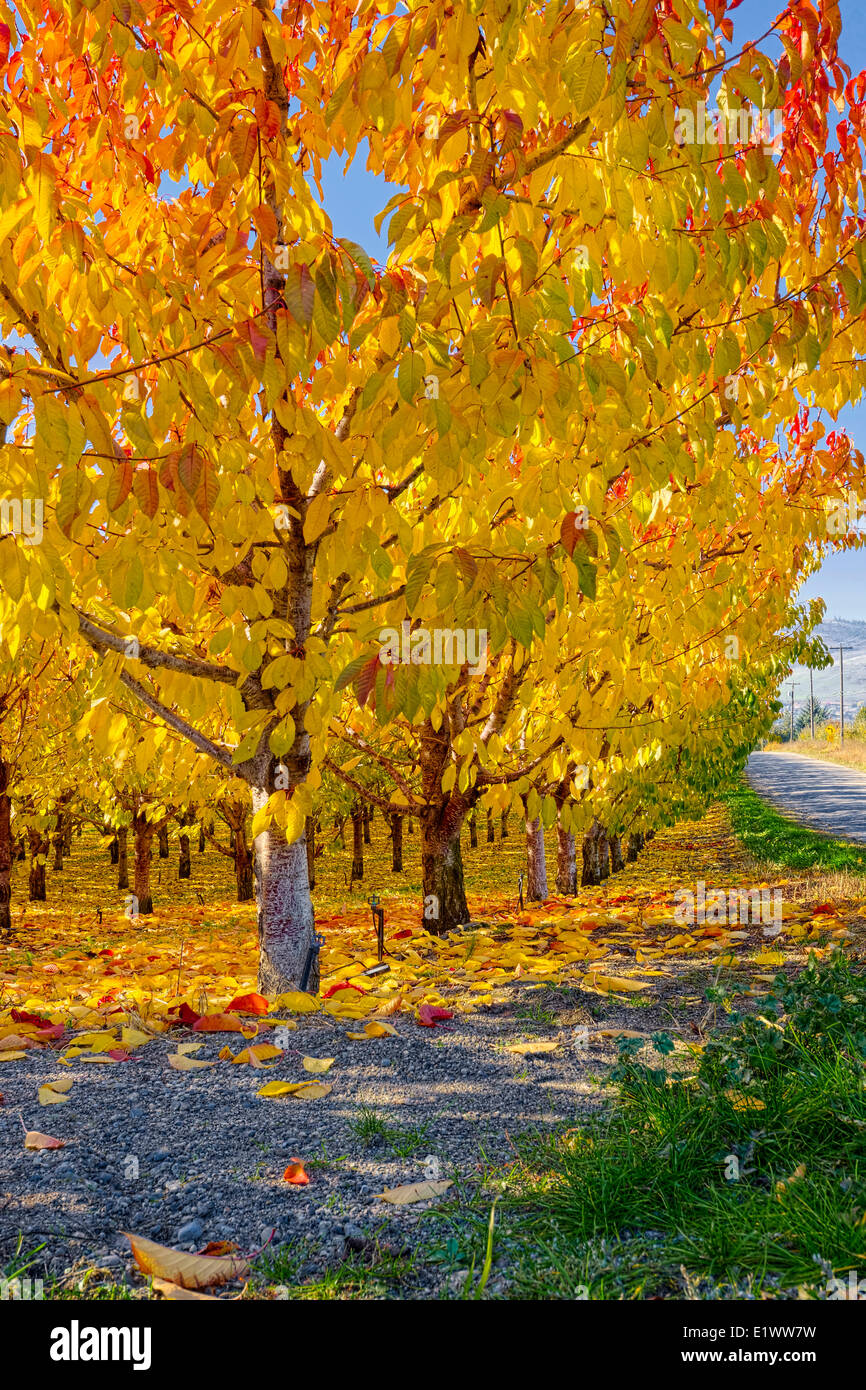 Trees in orchard Banque de photographies et d’images à haute résolution ...