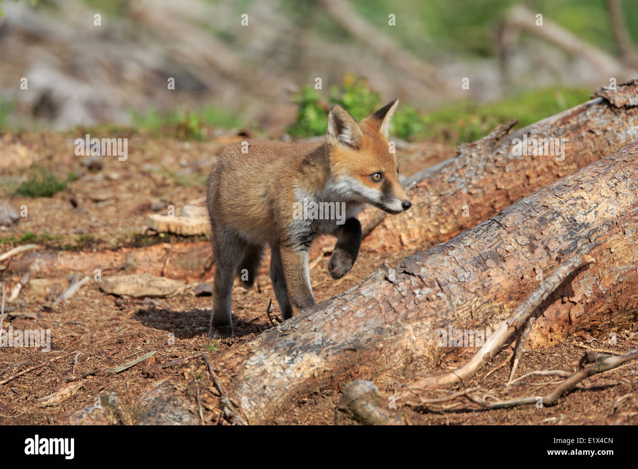 Renard roux renardeau Banque de photographies et d’images à haute ...
