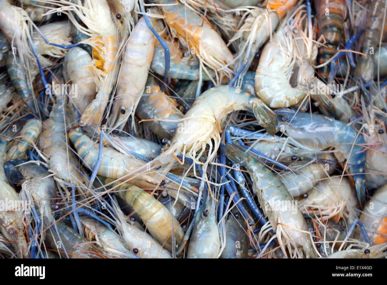 Crevettes fraîches de fruits de mer pour l'image de fond Photo Stock ...