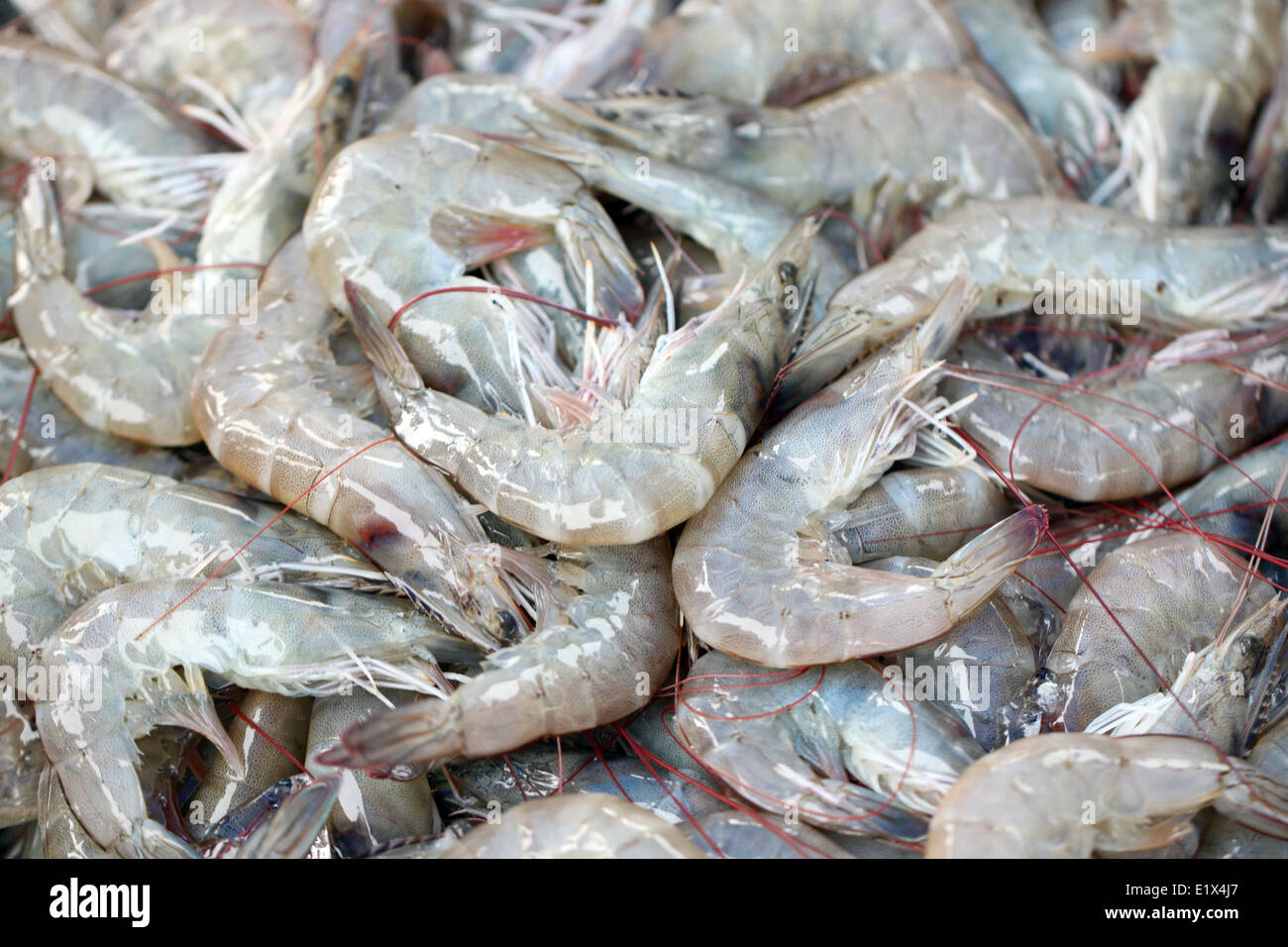 Crevettes fraîches de fruits de mer pour l'image de fond Photo Stock ...