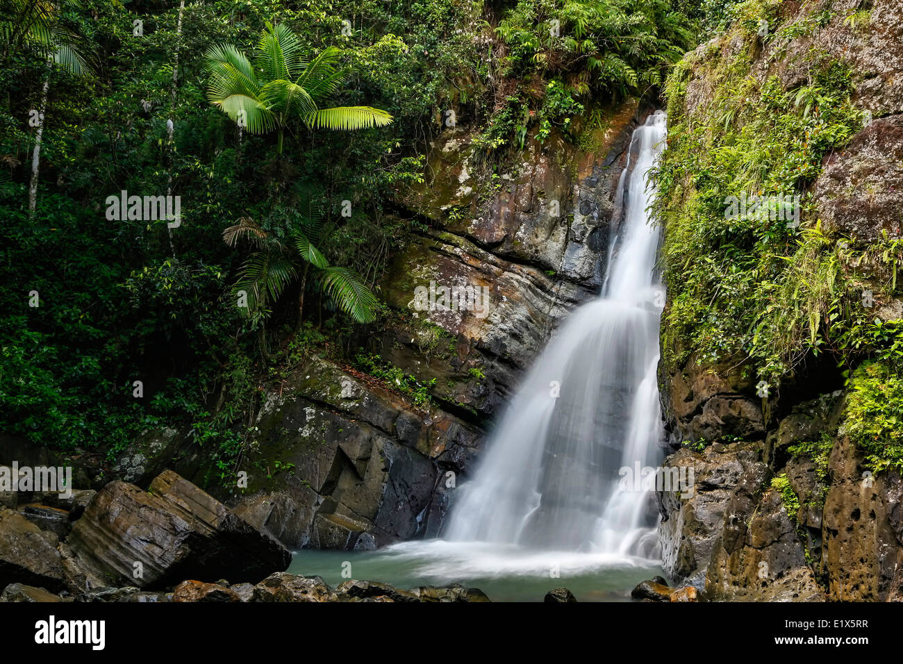 La Mina, cascades, forêt nationale des Caraïbes (El Yunque Rain Forest ...