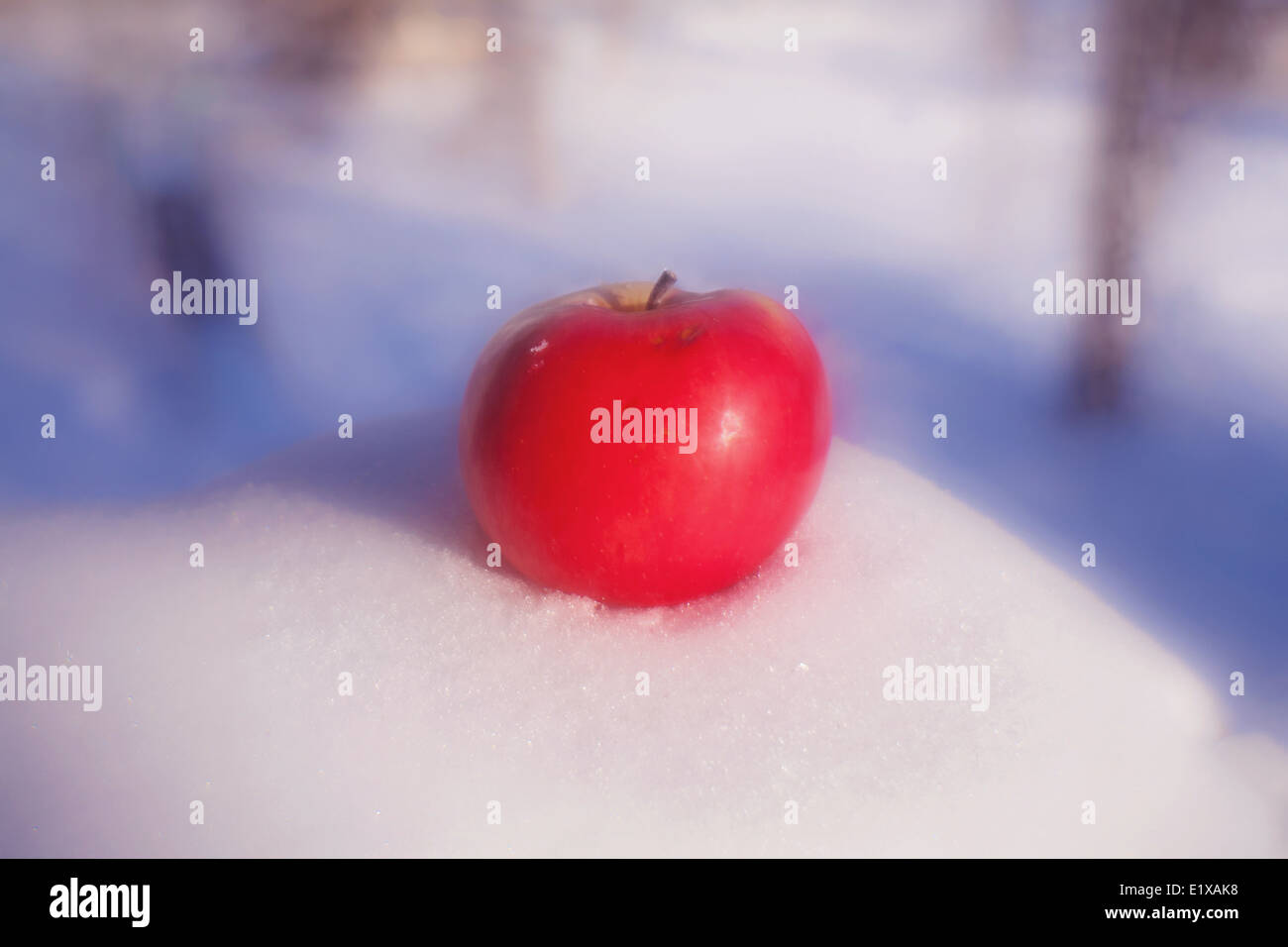 Pomme blanche neige Banque de photographies et d’images à haute ...