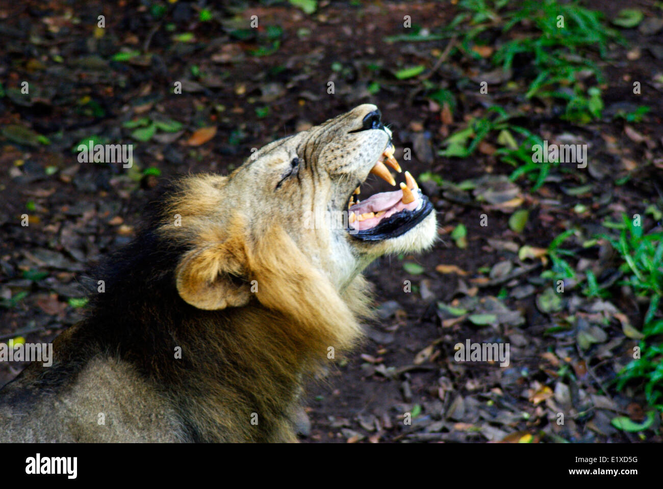 Le lion rugissant Banque de photographies et d’images à haute résolution - Alamy