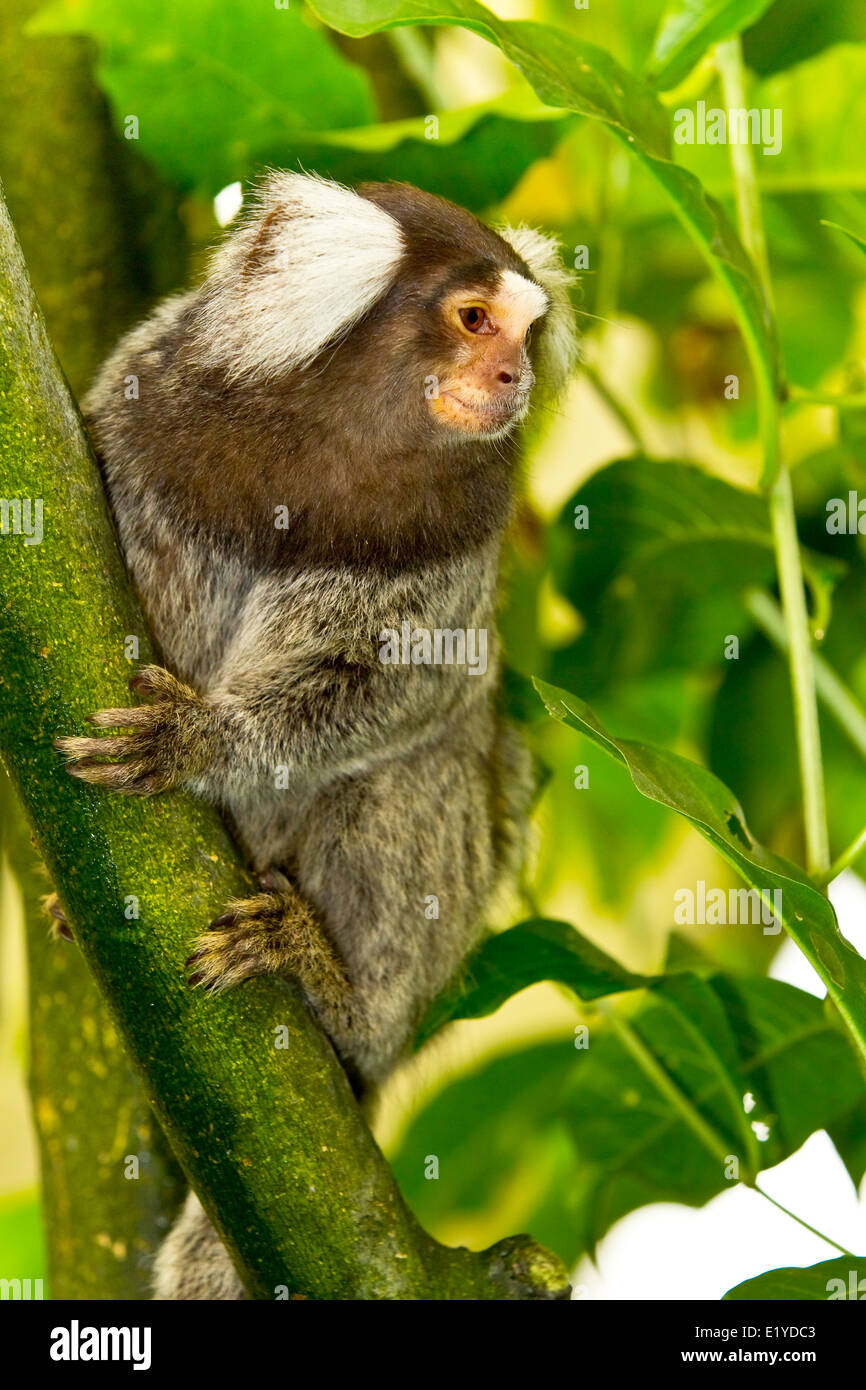 Singe callithrix Banque de photographies et d’images à haute résolution ...