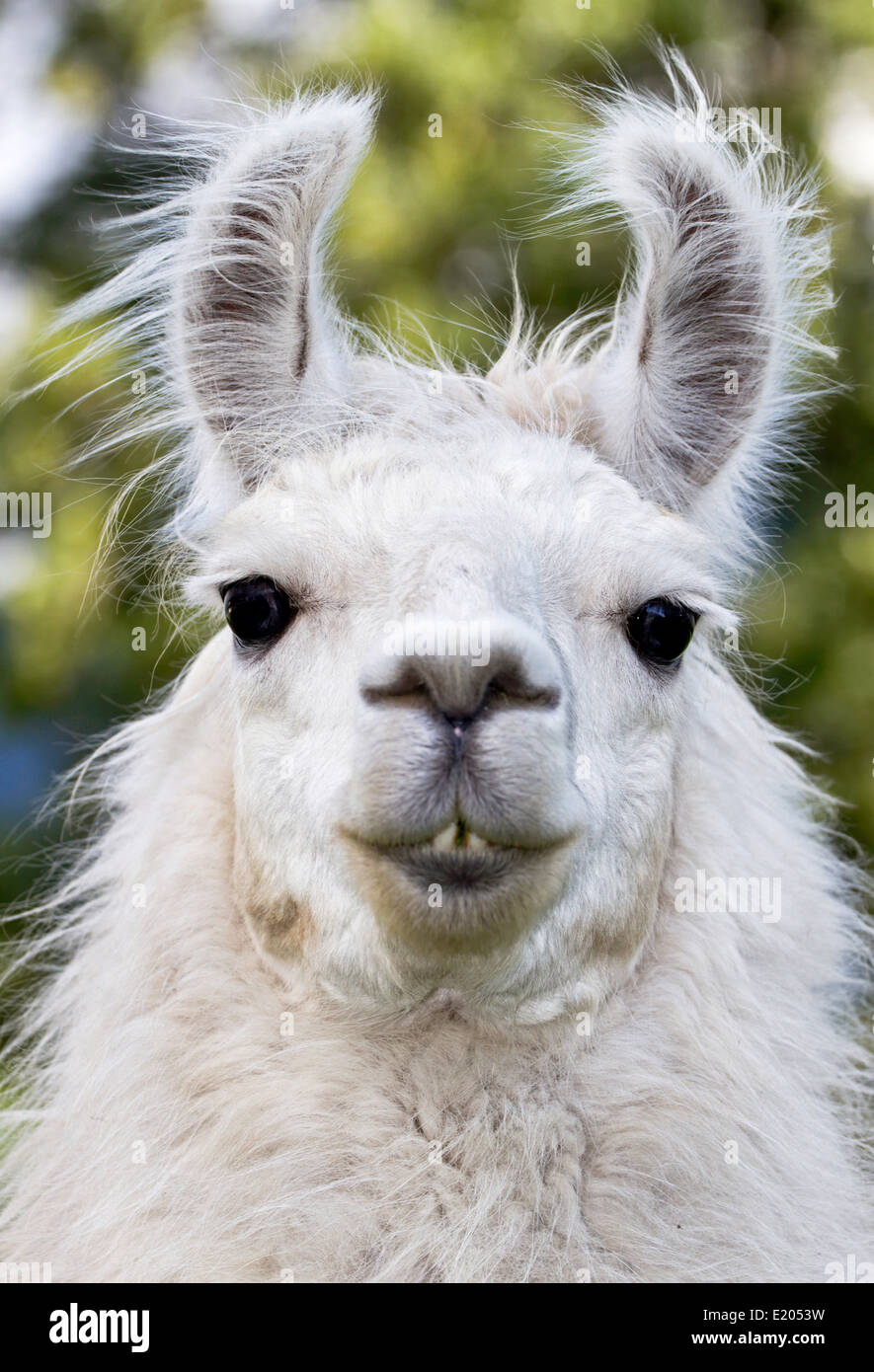 Lama blanc Banque de photographies et d’images à haute résolution - Alamy
