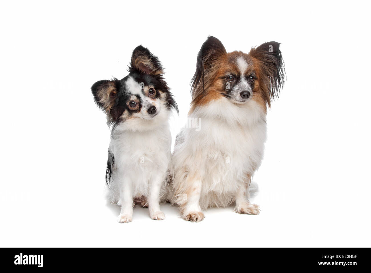 épagneul nain papillon Banque de photographies et d’images à haute ...