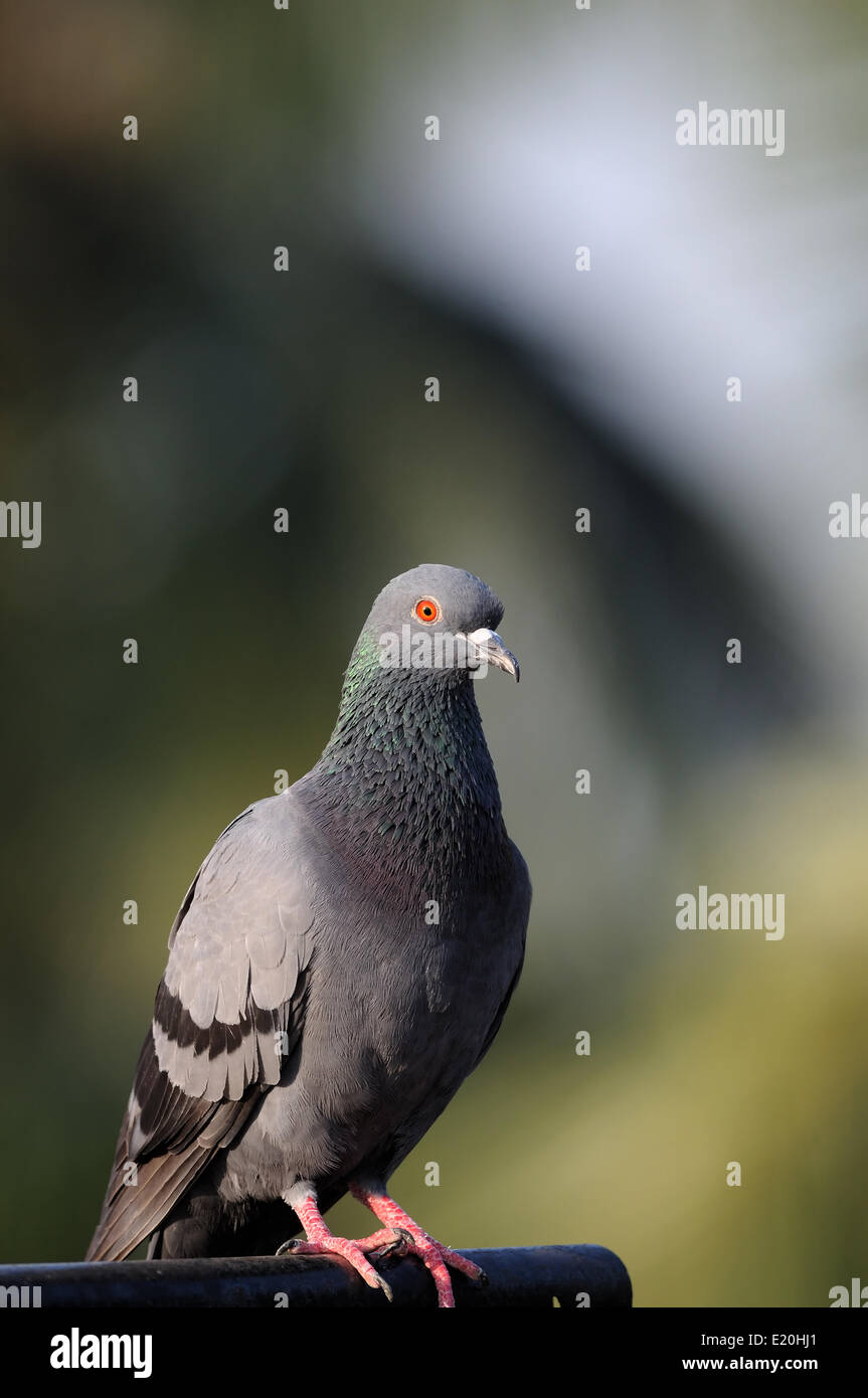 Queue de pigeon volant Banque de photographies et d’images à haute ...