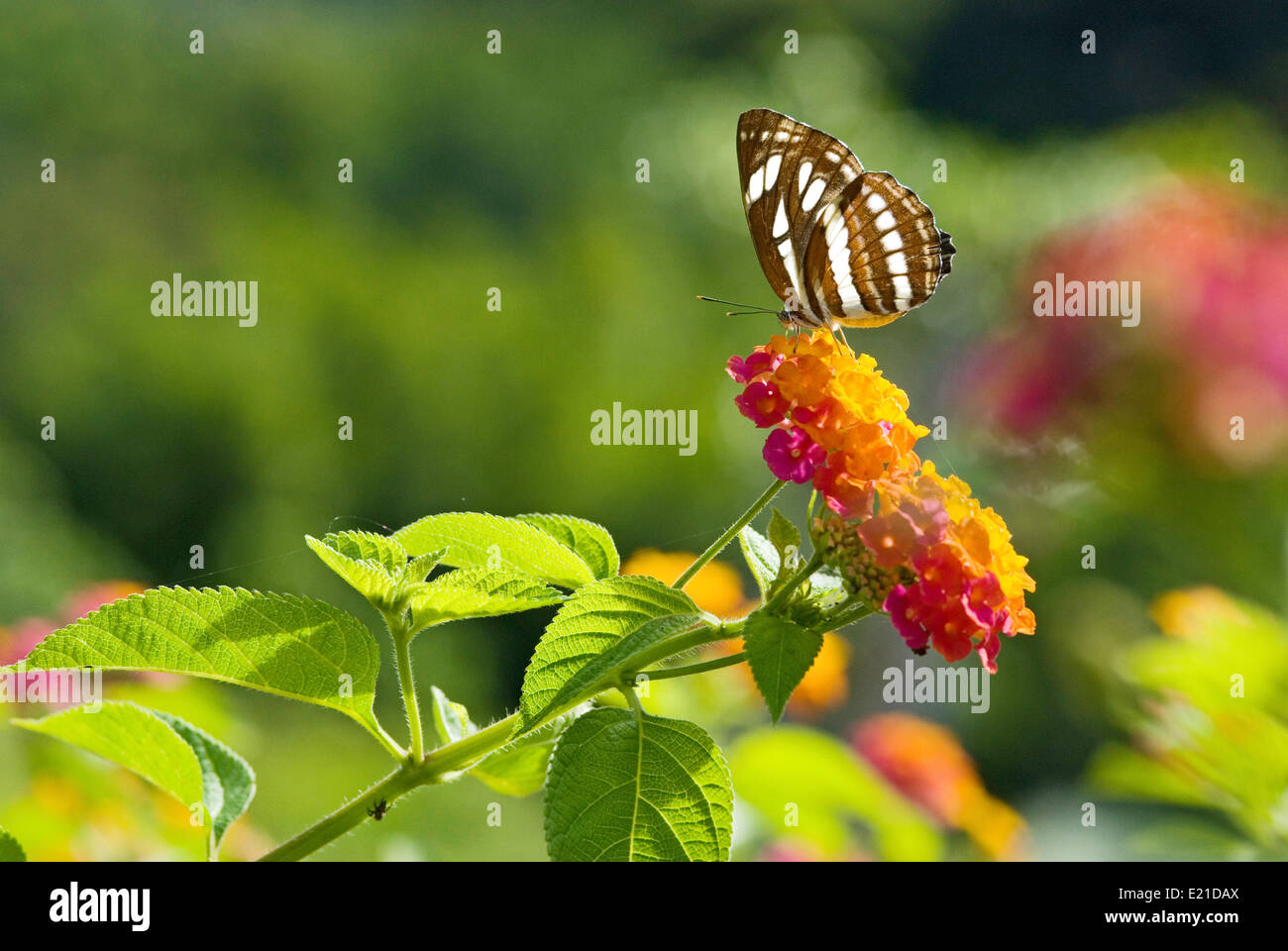 Taiwan butterfly Banque de photographies et d’images à haute résolution ...