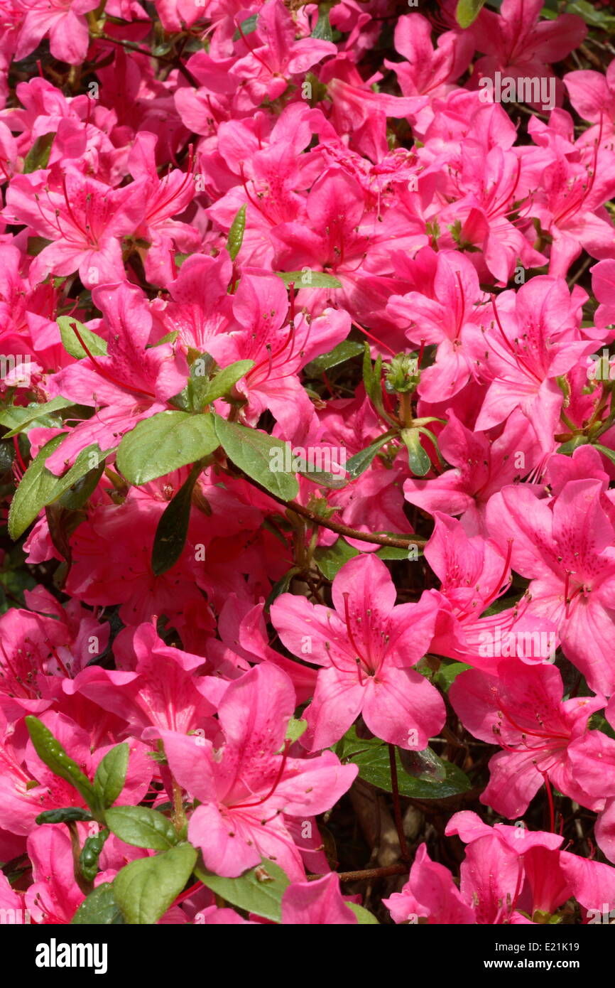 Rhododendron japonais Banque de photographies et d’images à haute ...