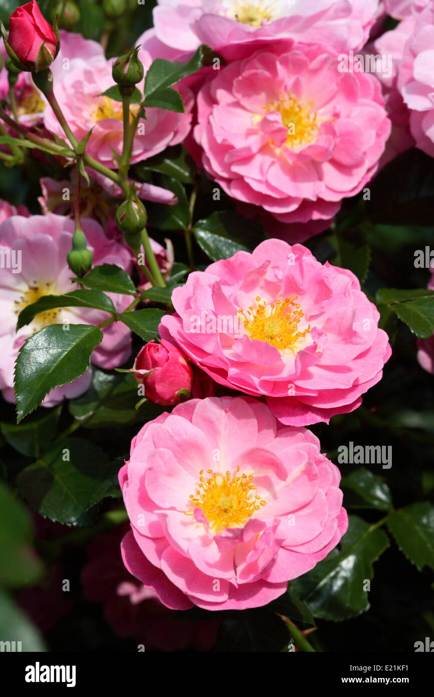 Magic rose Banque de photographies et d’images à haute résolution - Alamy