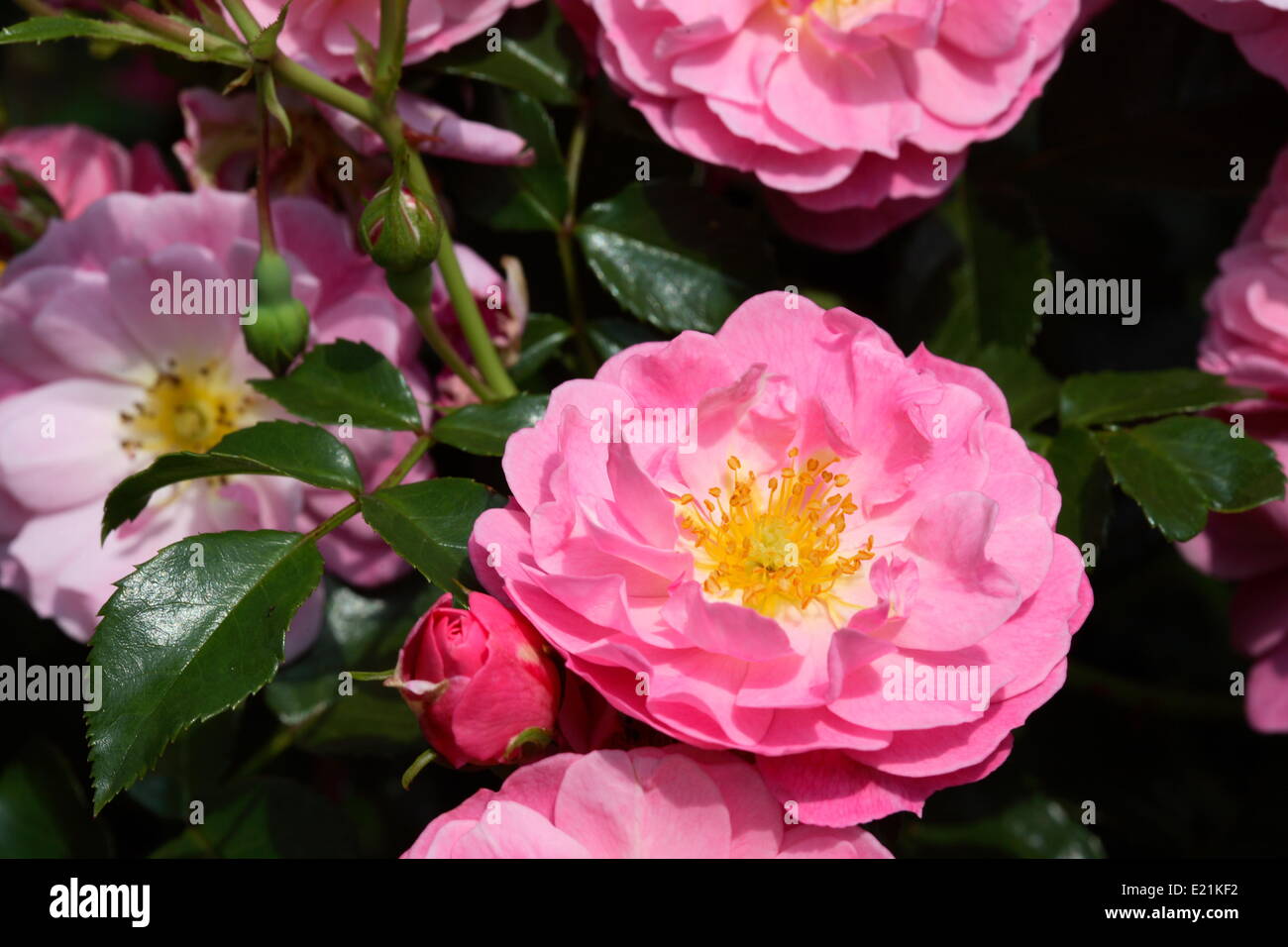 Magic rose Banque de photographies et d’images à haute résolution - Alamy