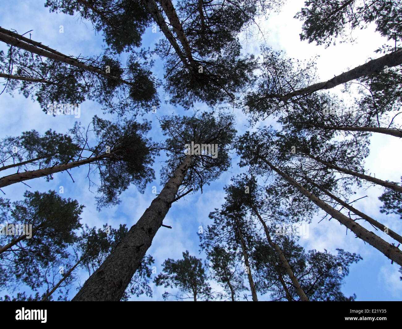 Cime des arbres Banque de photographies et d’images à haute résolution ...