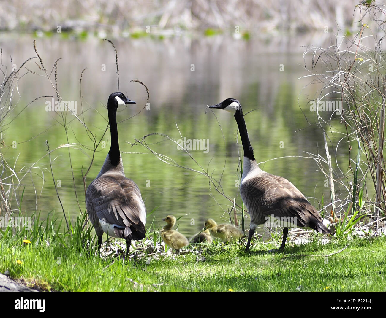 Alimentation de la bernache du canada Banque de photographies et d ...