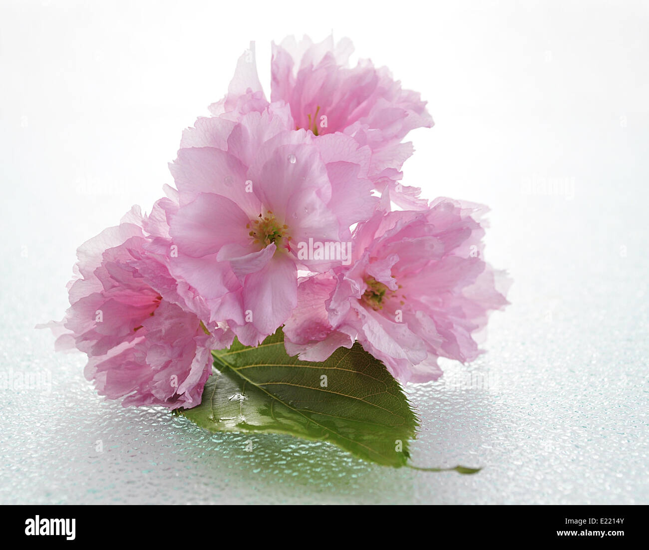 Arbre rose amandier Banque de photographies et d’images à haute ...
