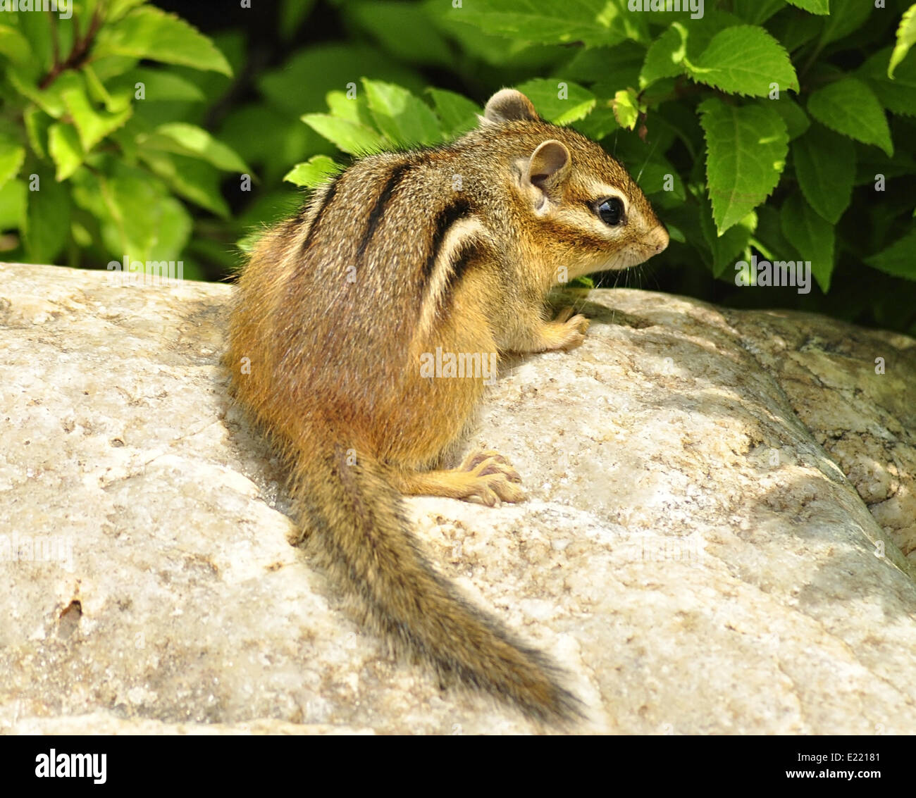 Tamia posant Banque de photographies et d’images à haute résolution - Alamy