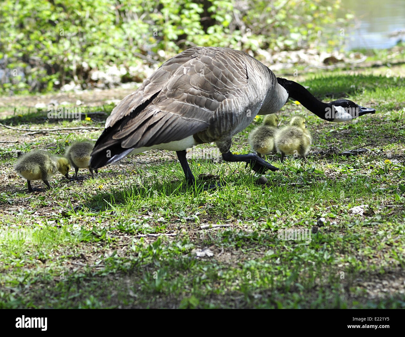 Alimentation de la bernache du canada Banque de photographies et d’images à haute résolution - Alamy