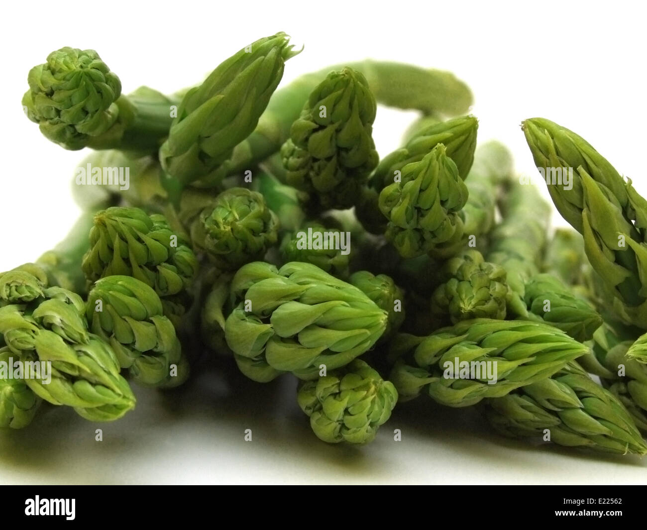 Asparagus officinalis Banque de photographies et d’images à haute ...