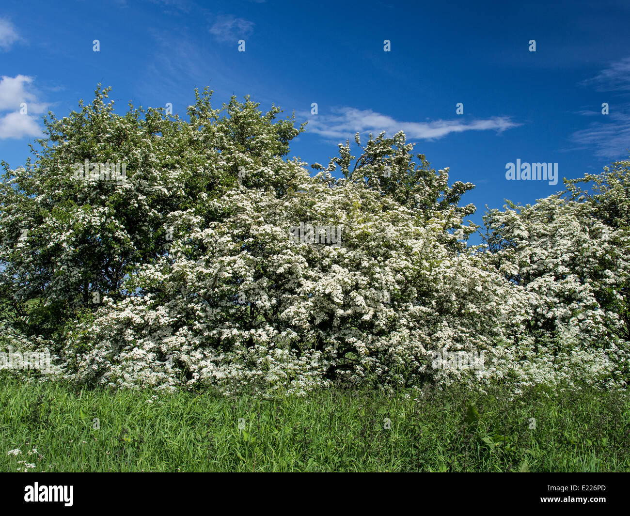 Crataegus hawthorn hedge Banque de photographies et d’images à haute ...