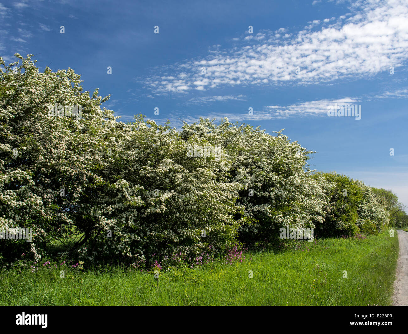 Crataegus monogyna hedge Banque de photographies et d’images à haute ...